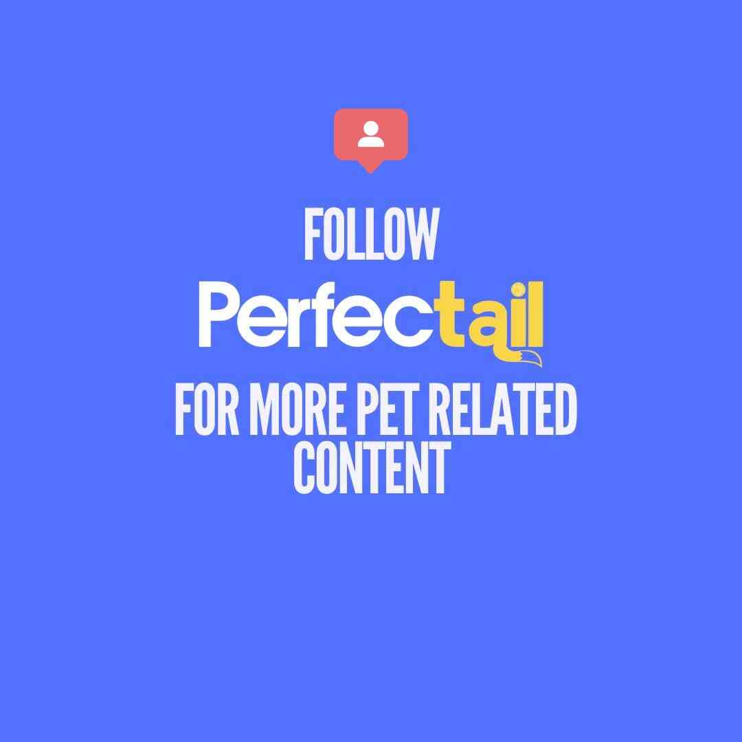 Perfectail Pet Store in Charholi Budruk,Pune - Best Pet Accessory ...