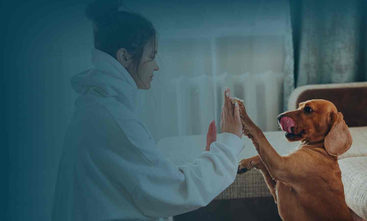 Perfectail Pet Store in Charholi Budruk,Pune - Best Pet Accessory ...
