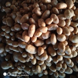 Top Agricultural Product Dealers in Bhabhar - Best Agro Product Dealers ...