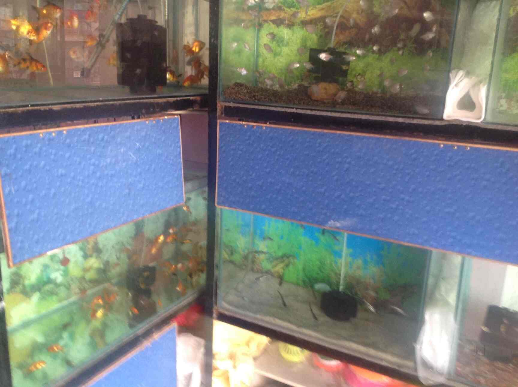 Aqua Pets in Annapoorneswari Nagar,Bangalore - Best Aquarium Accessory ...