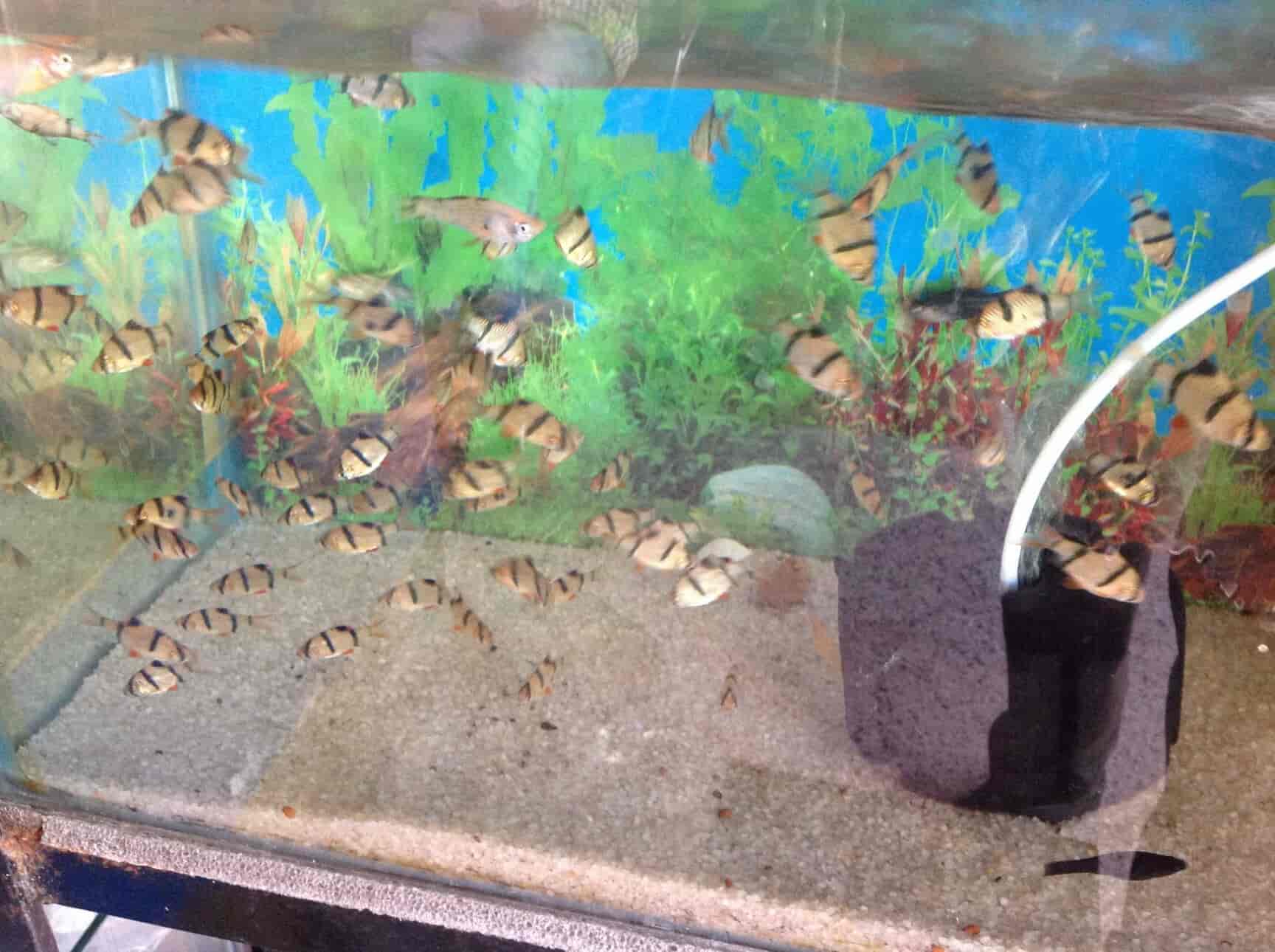 Aqua Pets in Annapoorneswari Nagar,Bangalore - Best Aquarium Accessory ...