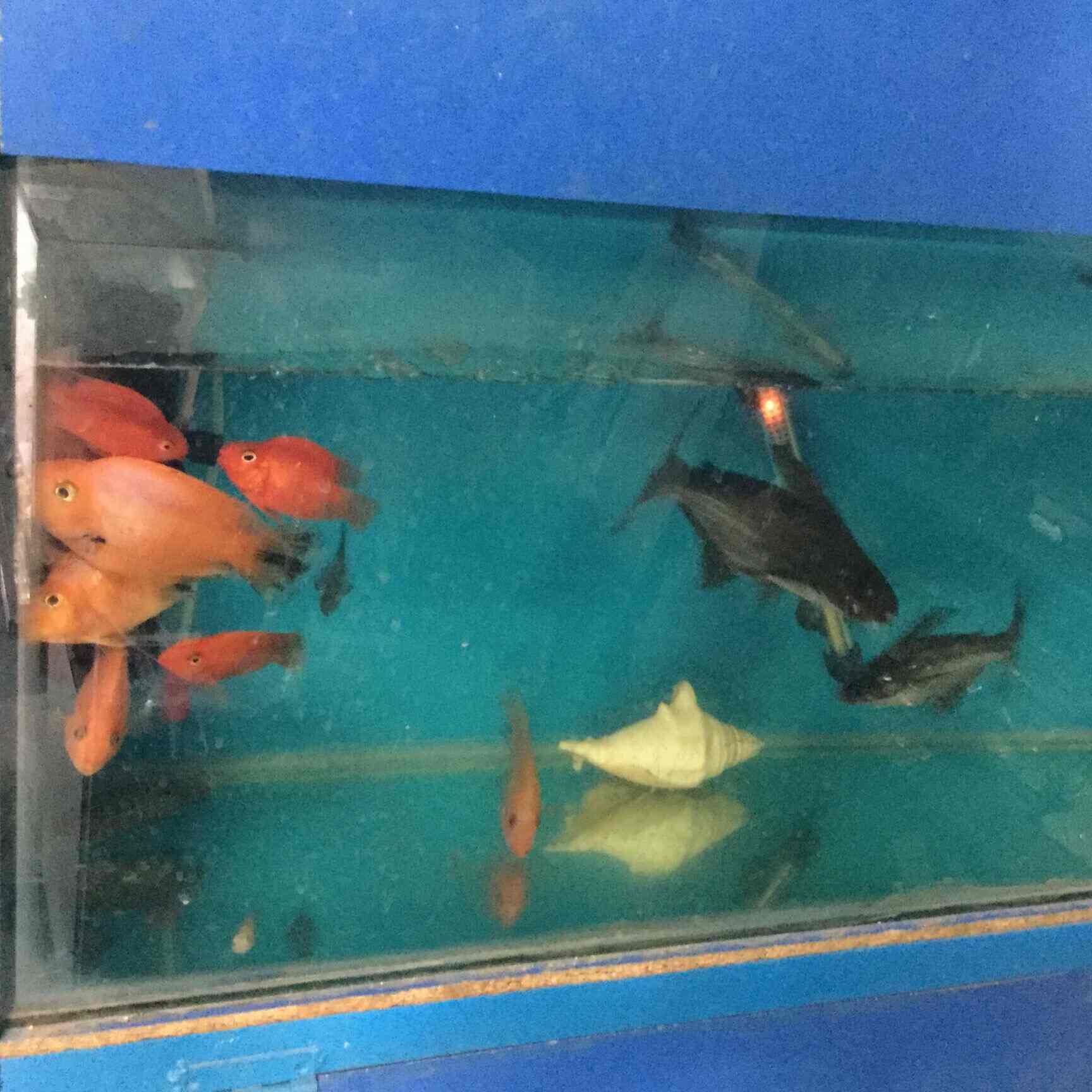 Friends Aquarium And Pets in Krishnananda Nagar-nandini Layout ...