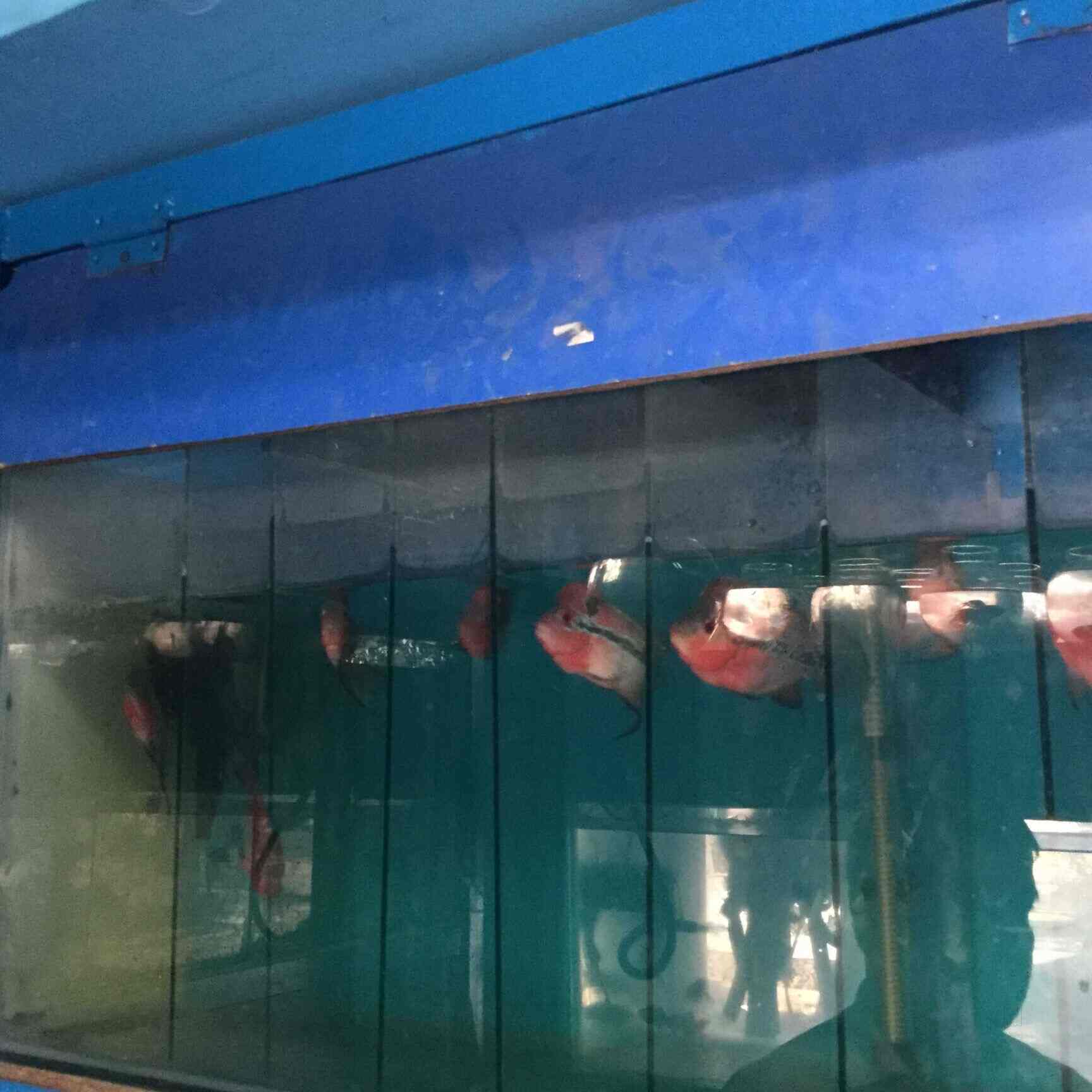 Friends Aquarium And Pets in Krishnananda Nagar-nandini Layout ...