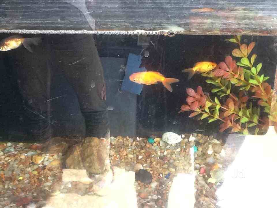 Bn Ocean World in Laggere,Bangalore - Best Pet Shops For Labrador Dog ...