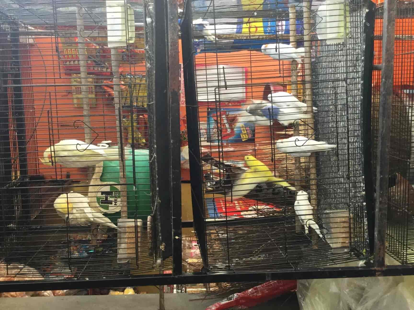 Lovely Aqua Pet in Mahalakshmi Layout,Bangalore - Best Aquarium Accessory Dealers in Bangalore ...