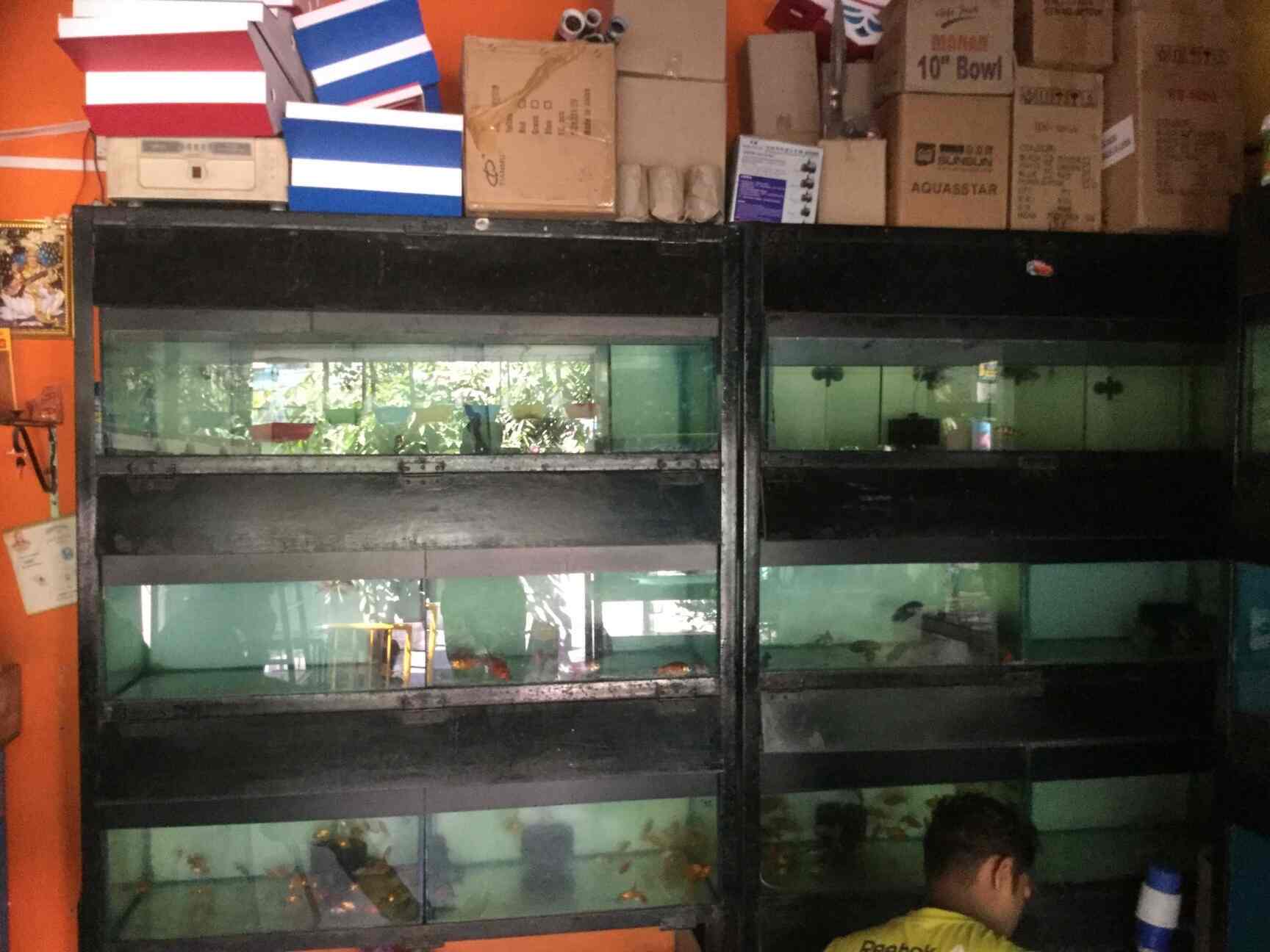 Lovely Aqua Pet in Mahalakshmi Layout,Bangalore - Best Aquarium ...