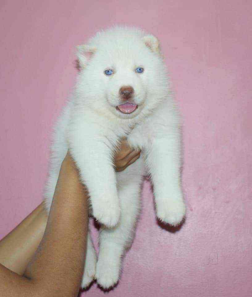 Good Look Pet Kennel Vidyaranyapura Pet Shops For Dog In Bangalore good-look-pet-kennel-vidyaranyapura-pet-shops-for-dog-in-bangalore