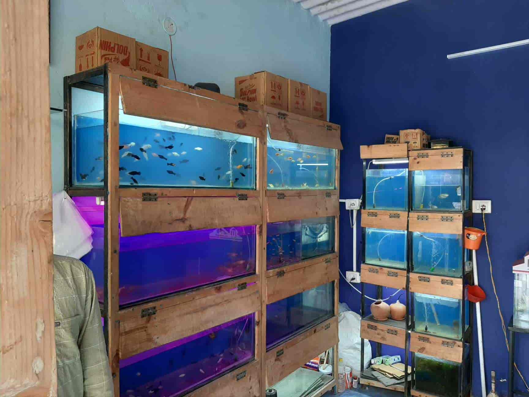 Living Water Aquarium & Pets in Ramamurthy Nagar,Bangalore - Best ...