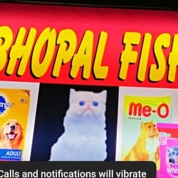 Top Aquarium Badis Fish Dealers in Bhopal near me - Justdial