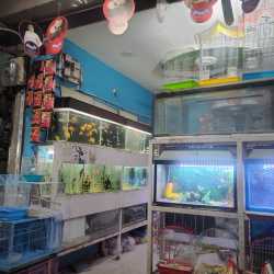 Top Aquarium Badis Fish Dealers in Bhopal near me - Justdial