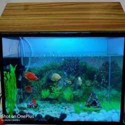 Top Fish Aquarium Dealers in Vidisha - Best Fish Aquarium Shops - Justdial