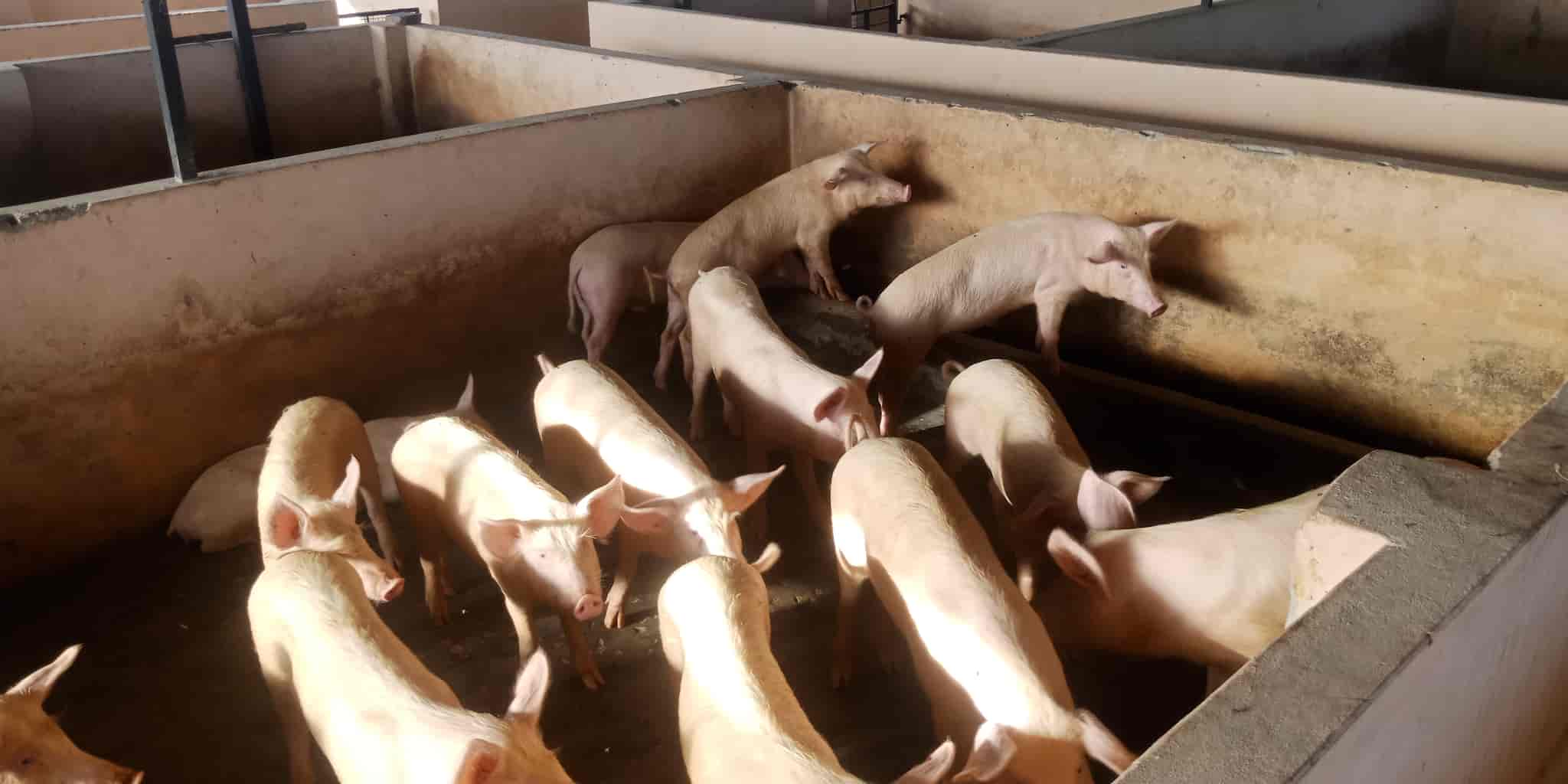 Top Pig Farming in Maloya Colony - Best Pig Farm House Chandigarh near ...