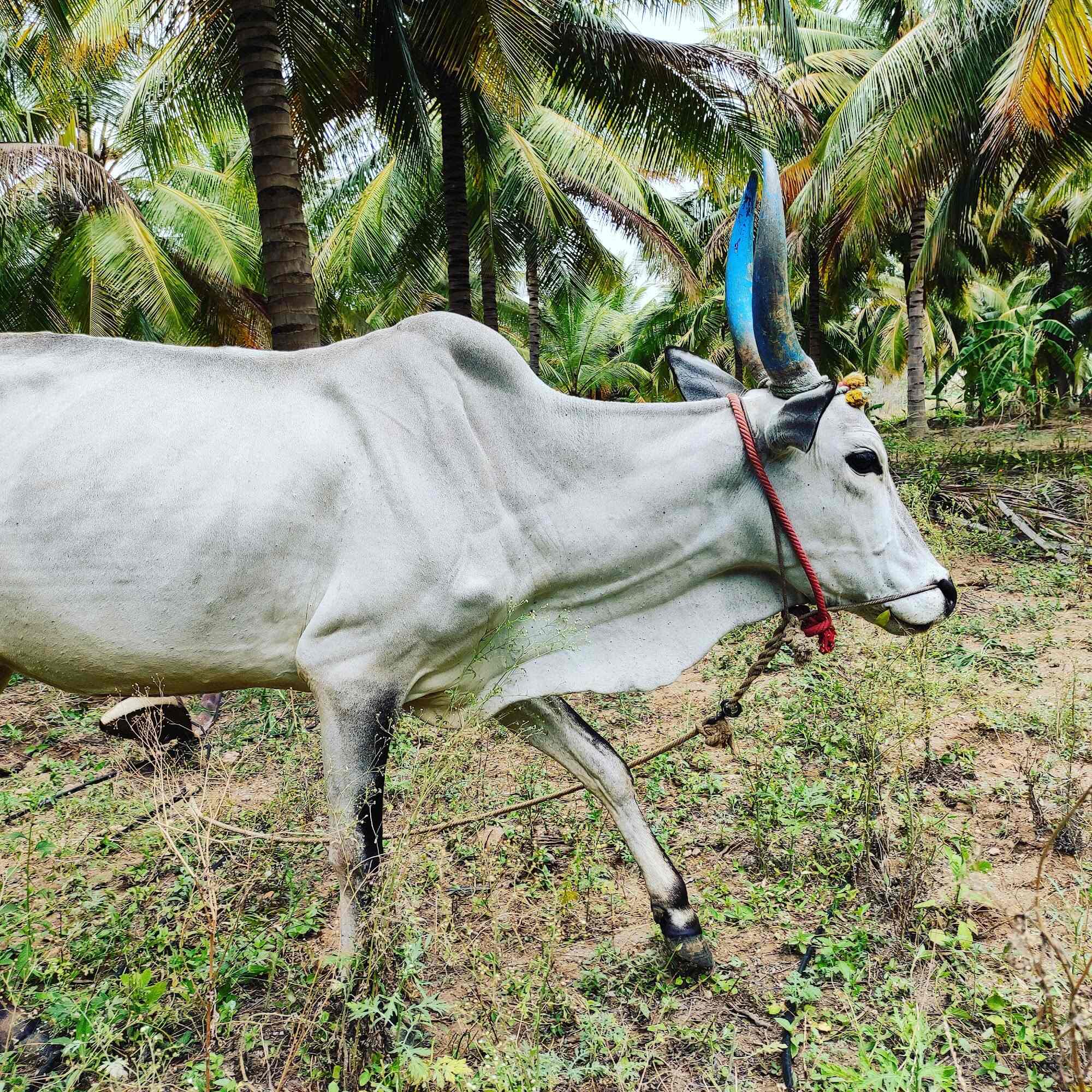 Ckg Farm in Vadavalli Karamadai,Coimbatore - Best Organic Grocery ...