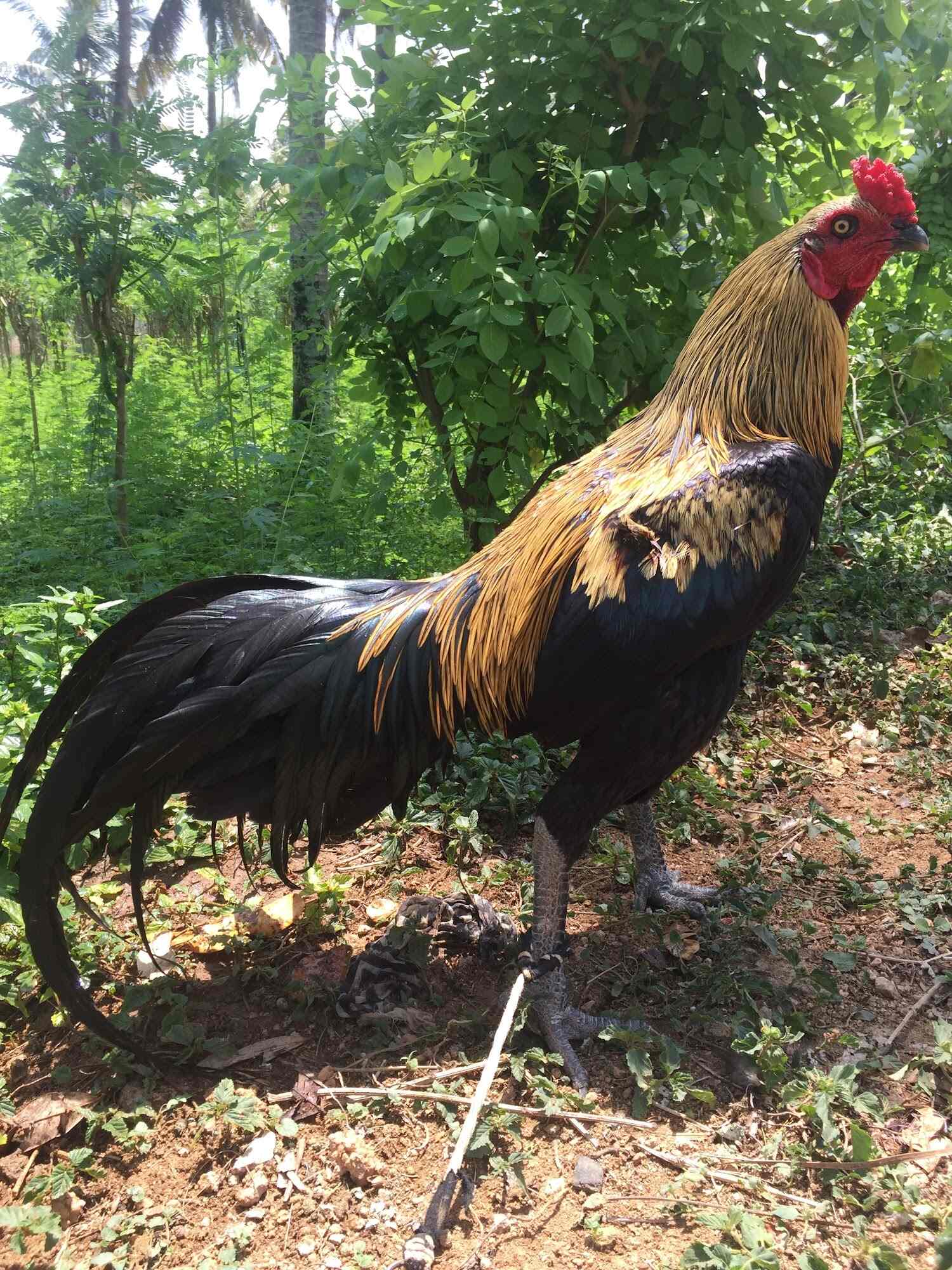 Gowrisankar Farm in Vadasithur, Coimbatore - Best Agro Farming Services ...