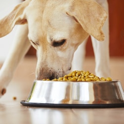 Top Animal Feed Dealers in Bangarmau - Best Animal Food Dealers ...