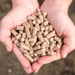 Grand Master Animal Feed in Puri - Dealers, Manufacturers & Suppliers ...