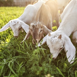 Top Sirohi Goat Suppliers in Gandharv Nagari, Alandi near me - Justdial