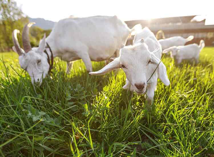 Top Goat Farming in Erattupetta, Kottayam - गोआट फार्मिंग ...
