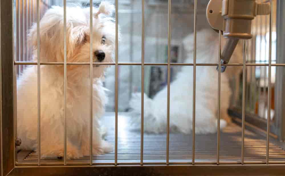 Police Dog Kennel in Amberpet,Hyderabad - Best Kennel Services near me ...