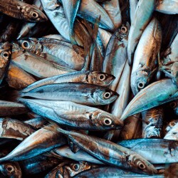 Top Fresh Fish Wholesalers in Datia - फिश व्होलेसलेर्स, दशा - Best ...