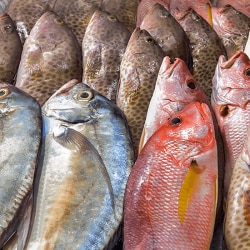Top Fish Markets in Delhi - Justdial