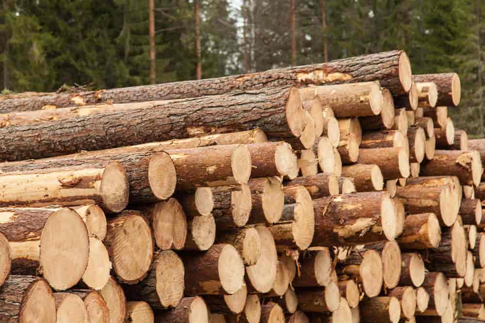 Ramani Timber Corporation in Puzhal,Chennai - Best Timber Dealers near ...