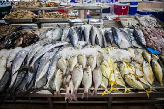 Fish Markets in Ou Colony Shaikpet Seafood Market Justdial
