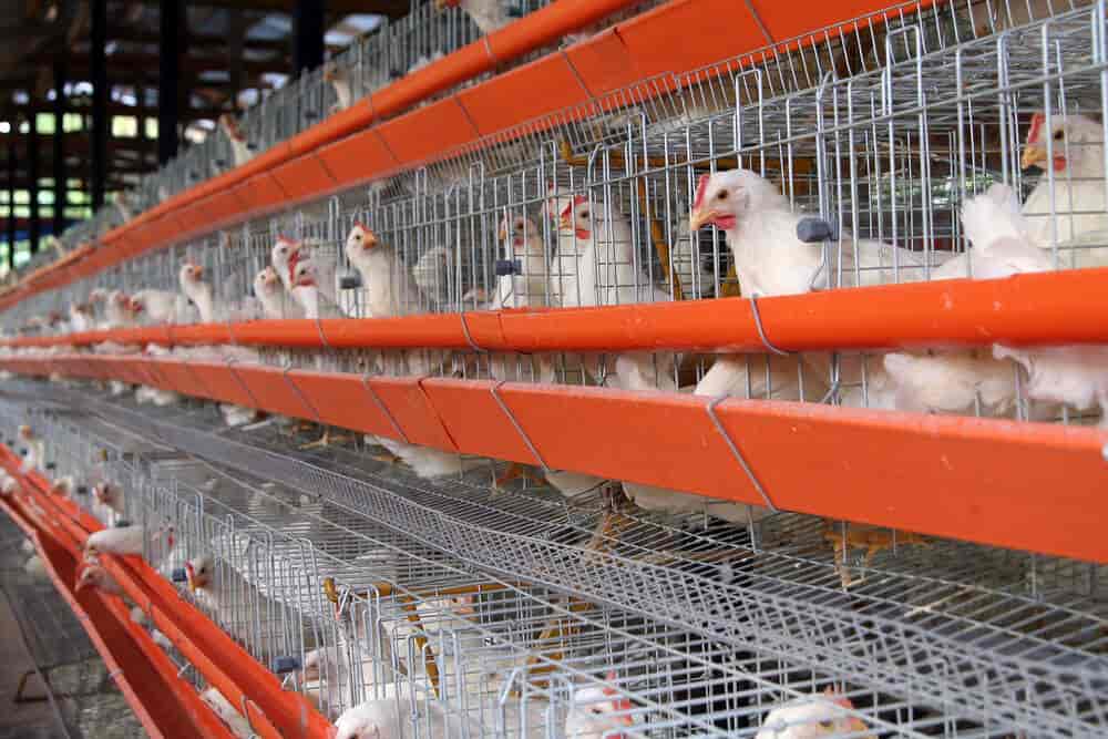Profeed And Premix Pvt Ltd in Near Garden,Pune - Best Layer Poultry ...