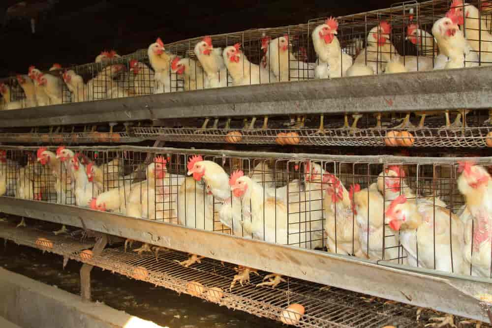 Mondira Agrovet in Seraikela Kharsawan - Best Layer Poultry Farms near ...