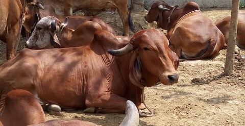 Catalogue - Hetha Organics in Sikandrapur , Delhi - Justdial