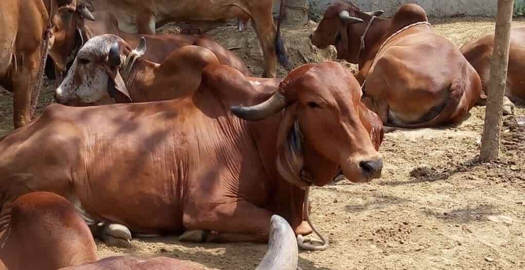 Catalogue - Hetha Organics in Sikandrapur , Delhi - Justdial