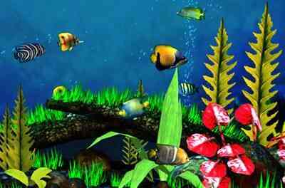 Aquatrix in Karampura,Delhi - Best Aquarium Fish Dealers in Delhi ...