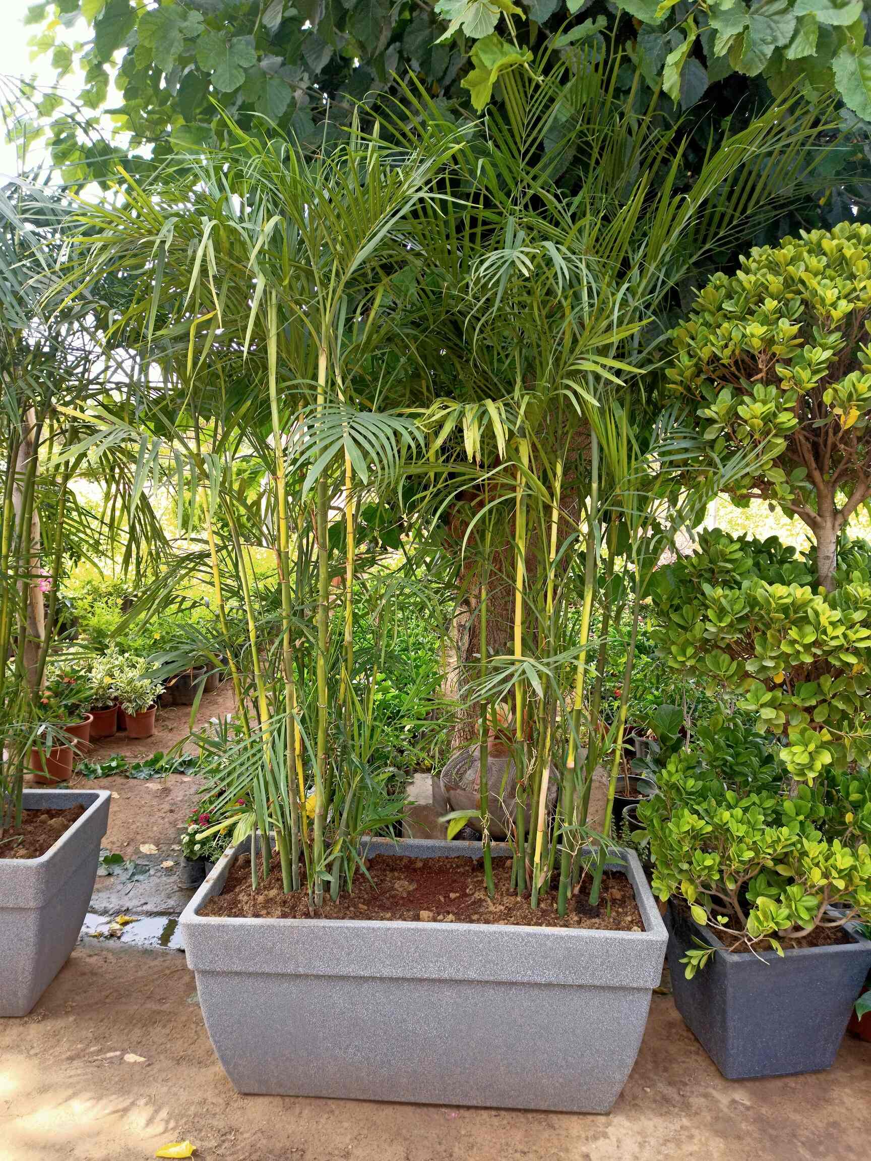 Nisha Nursery in Samalka,Delhi - Best Plant Nurseries in Delhi - Justdial