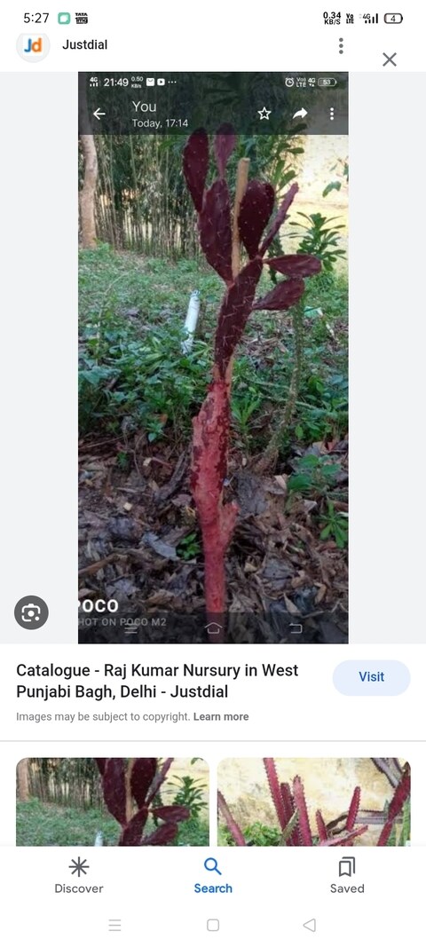 Catalogue - Raj Kumar Nursury in West Punjabi Bagh , Delhi - Justdial