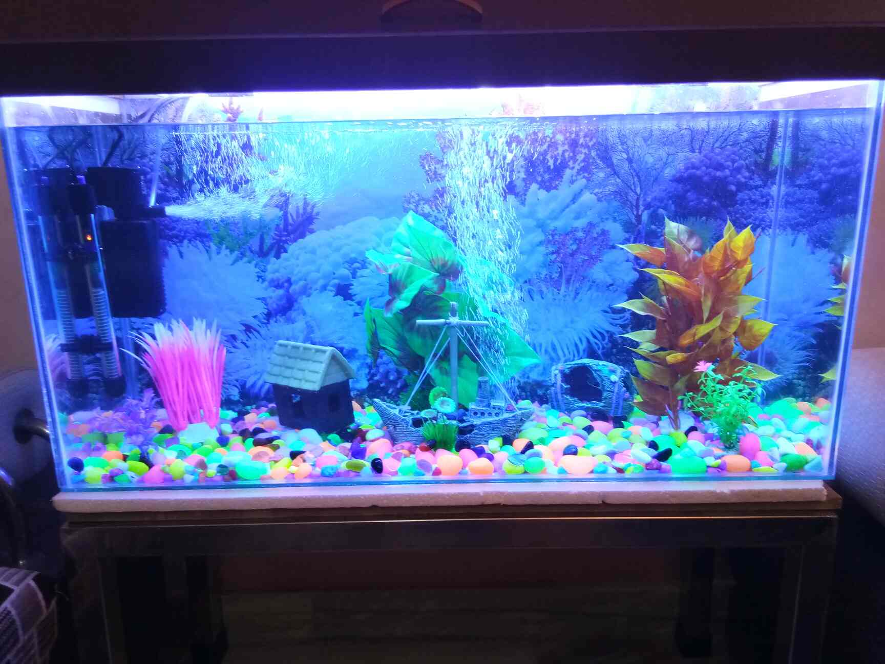 Top Pet Shops In Delhi Best Pet Store Near Me Justdial top-pet-shops-in-delhi-best-pet-store-near-me-justdial