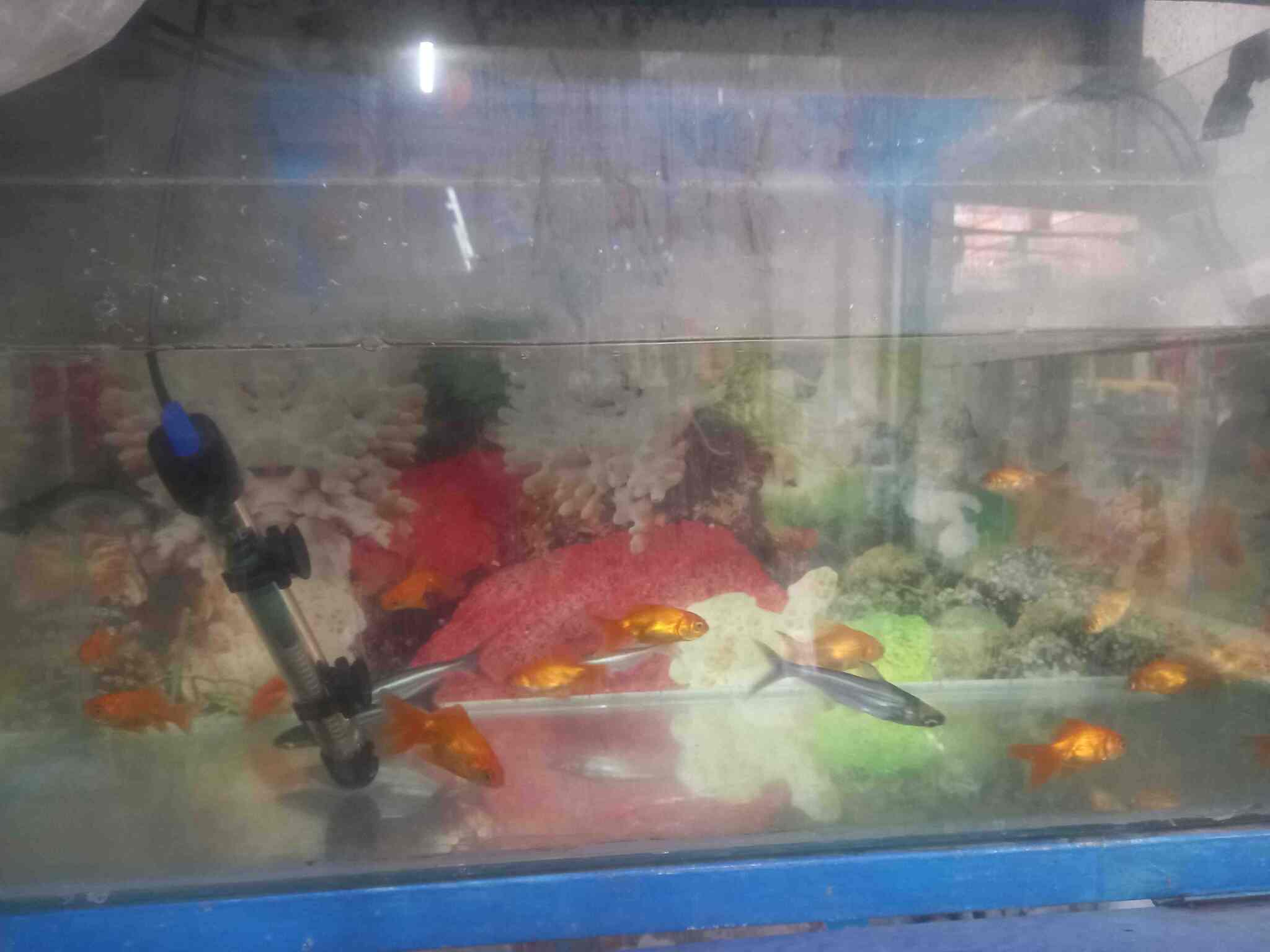 Falak Pet Shop in Adchini-sarvodaya Enclave,Delhi - Best Fish Food ...