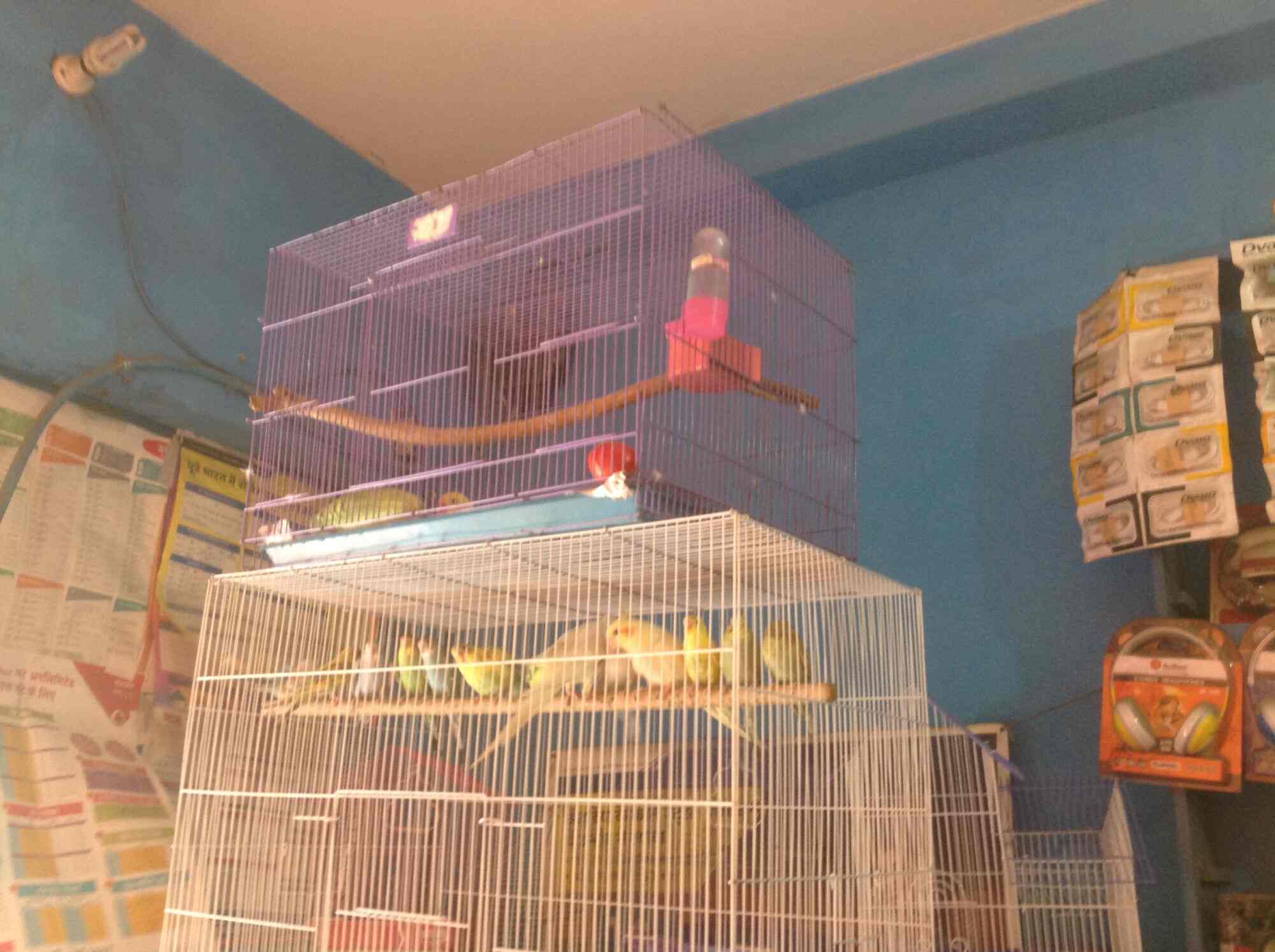 Decor Fish Aquarium in Jamia Nagar,Delhi - Best Aquarium Accessory ...