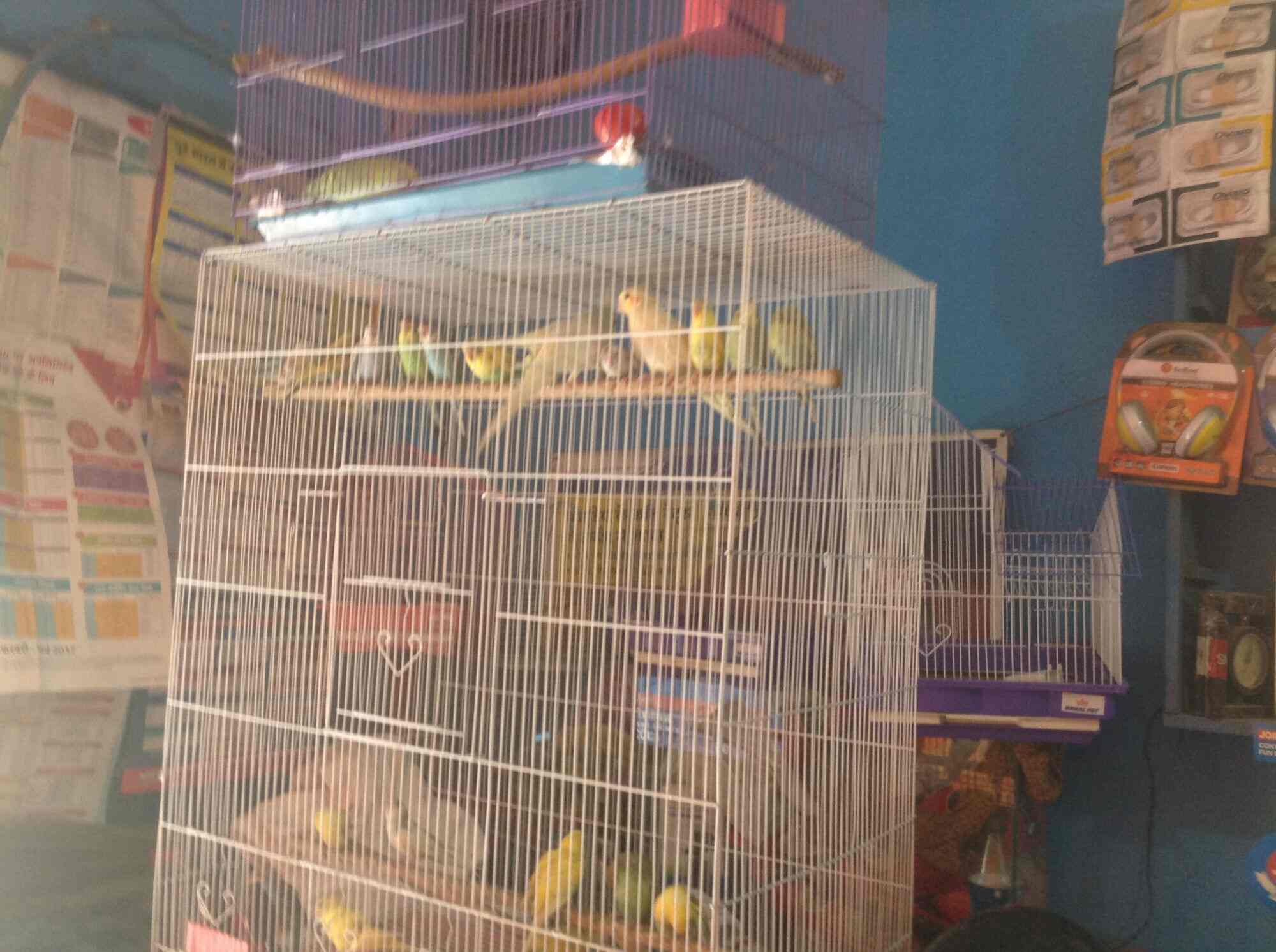 Decor Fish Aquarium in Jamia Nagar,Delhi - Best Aquarium Accessory ...