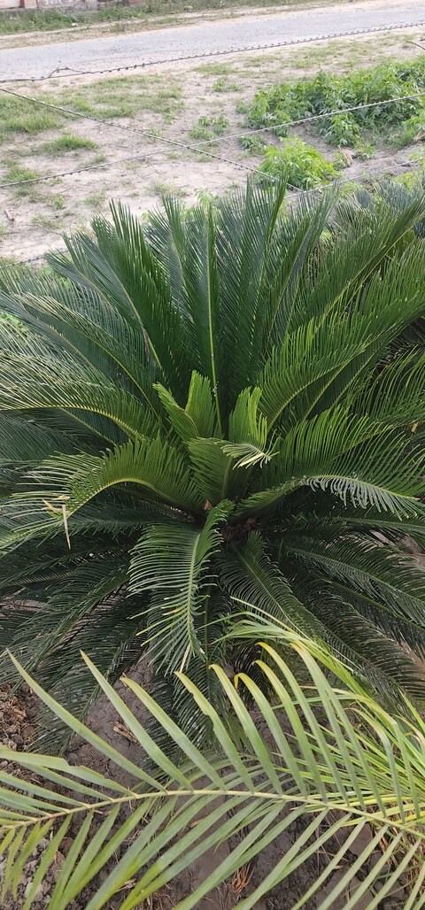 Catalogue - Devi Nursery in Hiranki , Delhi - Justdial