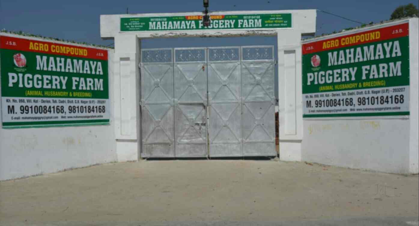 Top Pig Farming in Dhaula Kuan - Best Pig Farm House Delhi near me ...