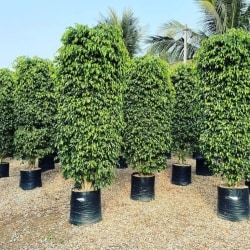 Top Nilkanth Polyplast Pvt. Ltd. Plant Nurseries in Bandra Kurla Complex-Bandra East - Best ...