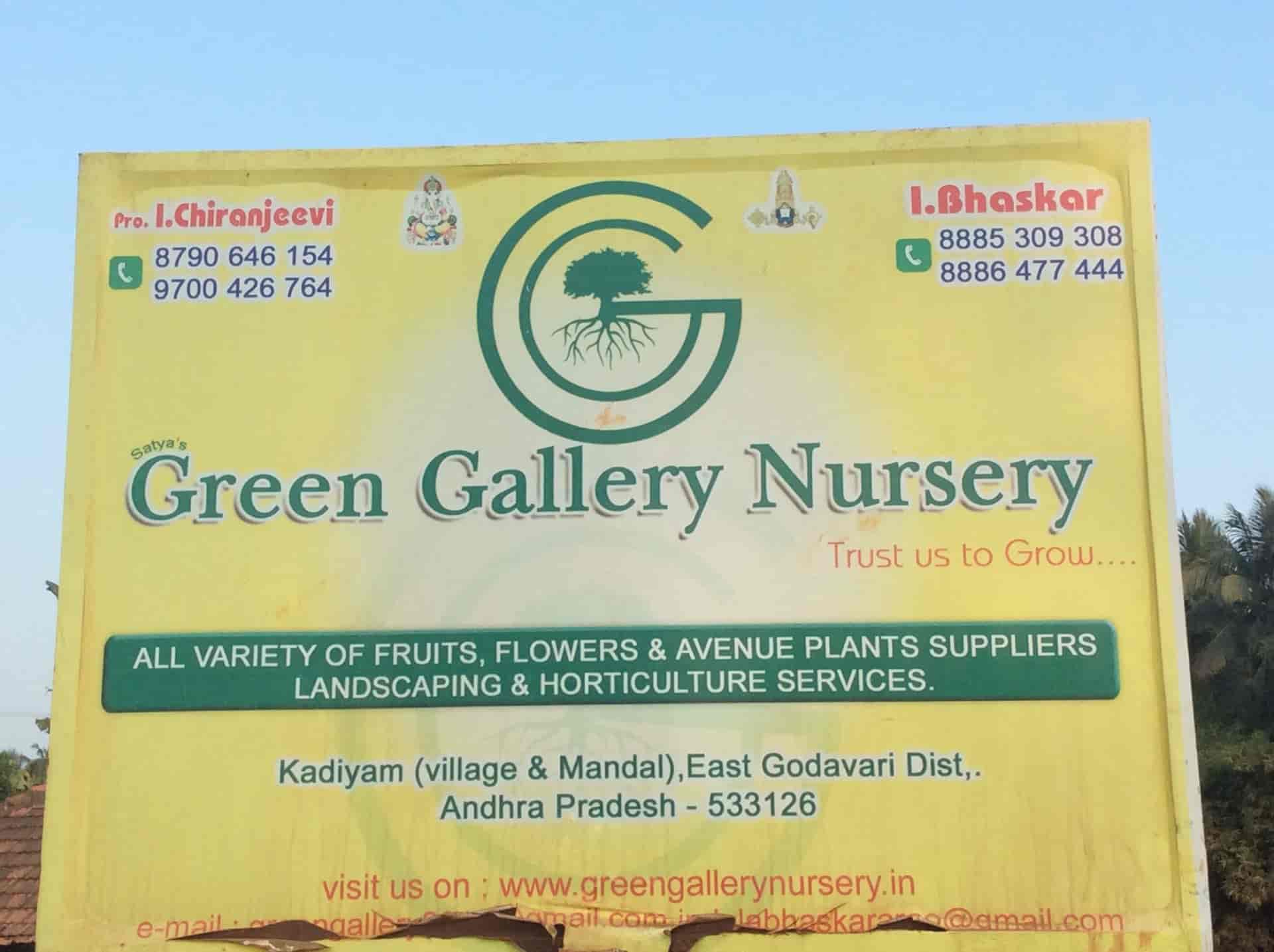 Green Gallery Nursery in Kadiyam,East Godavari - Best Fruit Plant ...