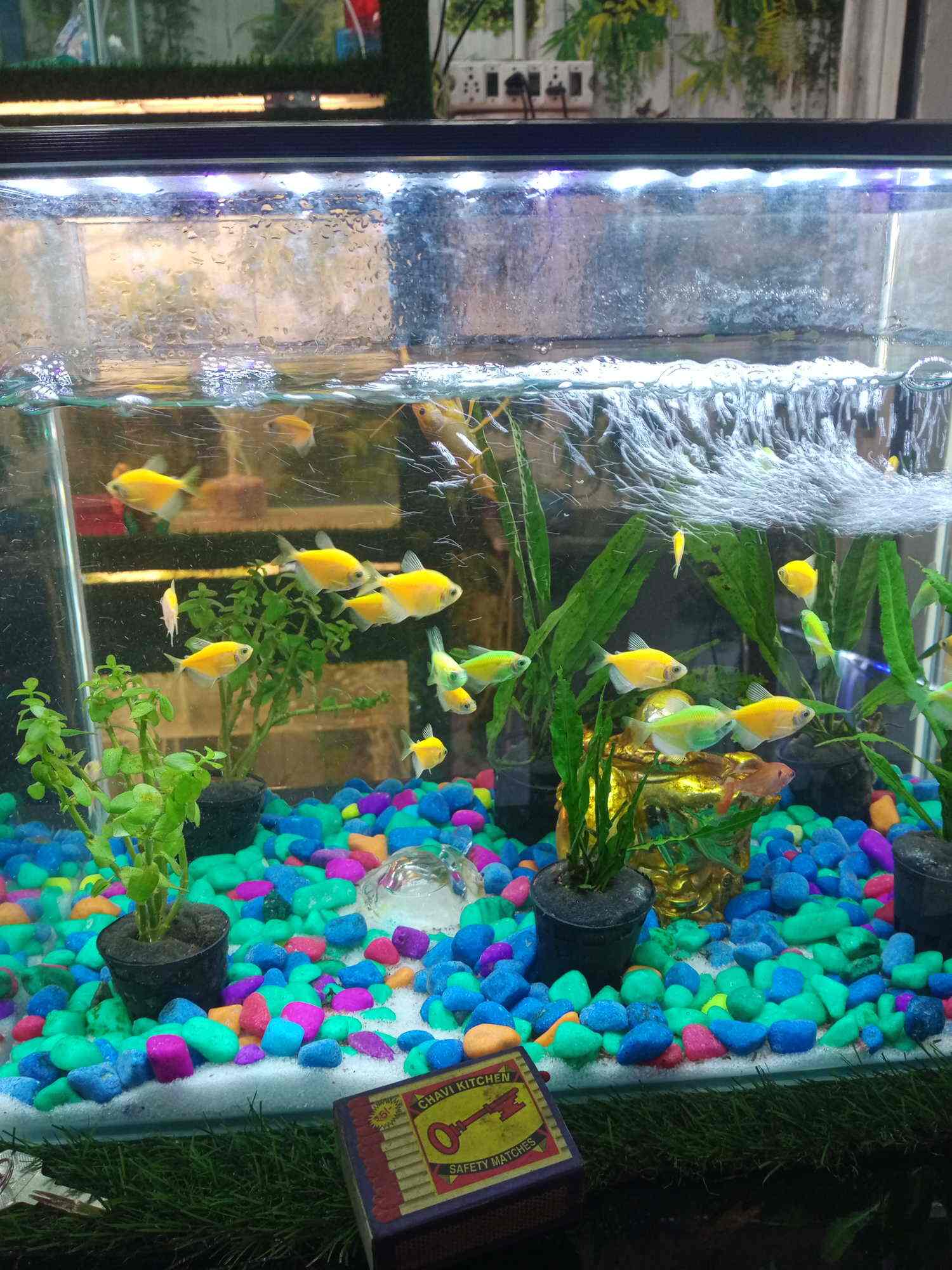 EMPIRE FISH AQUARIUM & PET SHOP in Raj Nagar Extension Ghaziabad,Delhi ...