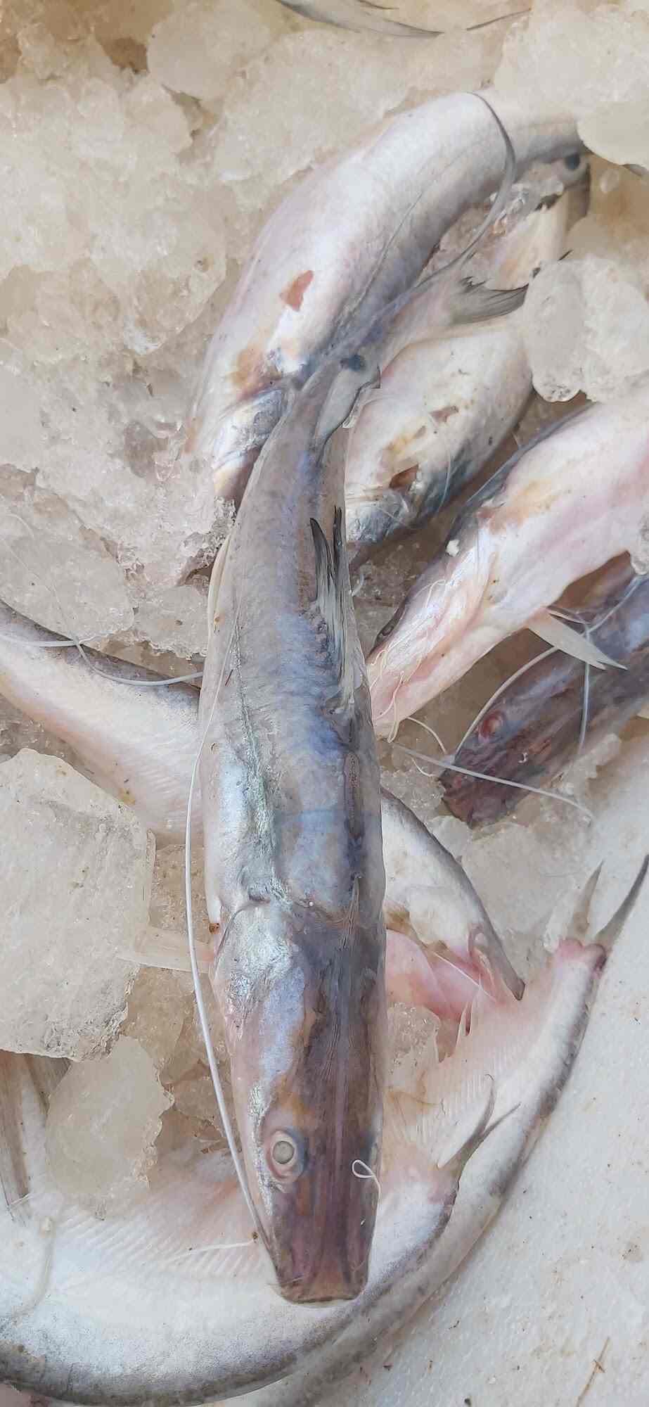 Bengali Fish Stall in Neugi Nagar,Goa - Best Fish Retailers near me in ...