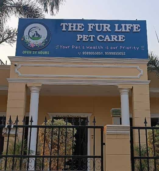 The Fur Life Pet Care in 1508 Sp, Huda Colony, Sector 46, Gurugram ...