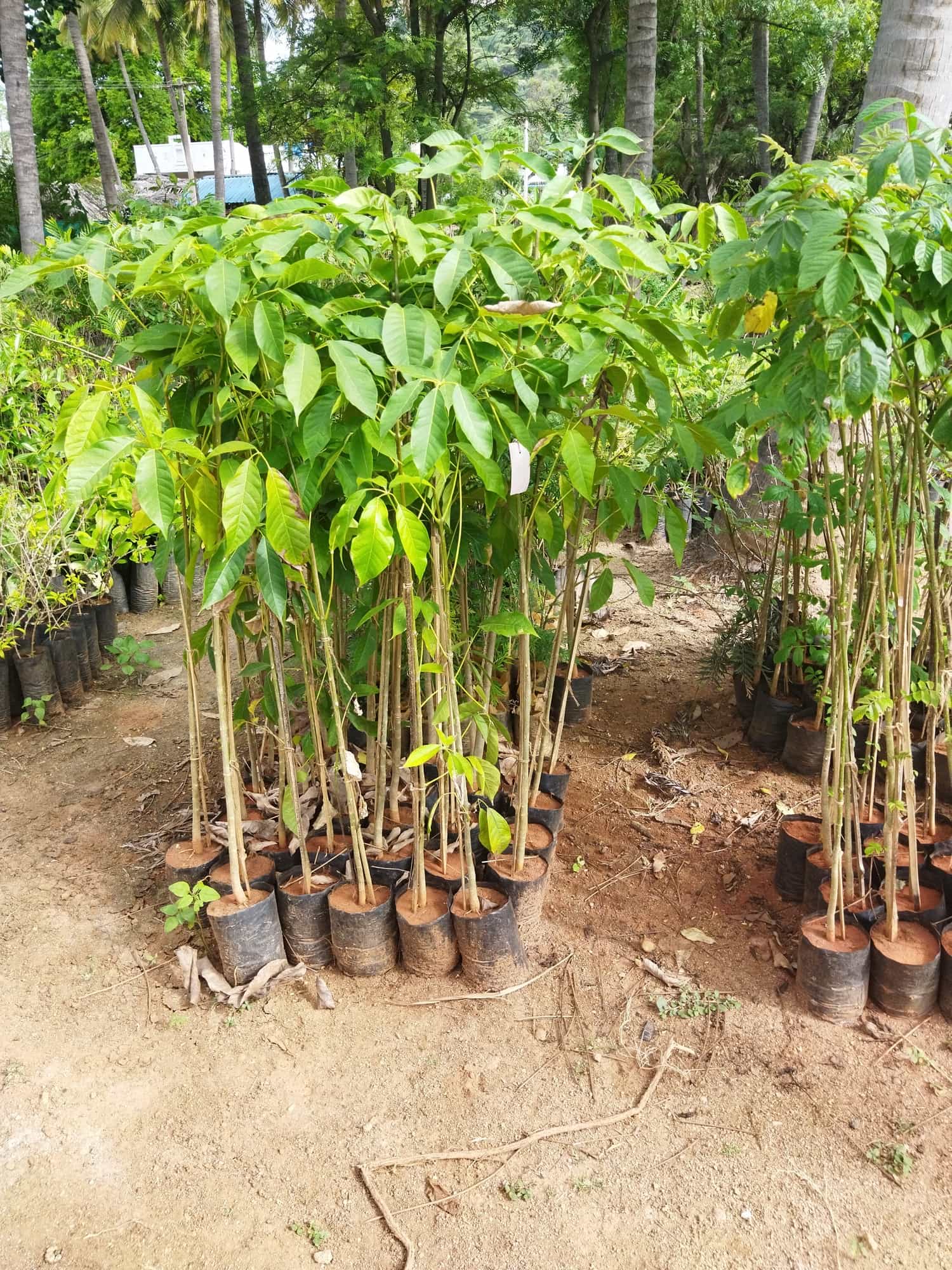 Rainbow Landscaping in Berigai, Hosur - Best Plant Nurseries in Hosur ...