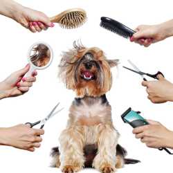 Christopher Pets Grooming Parlour in Prashant Colony,Hubli - Best Dog ...