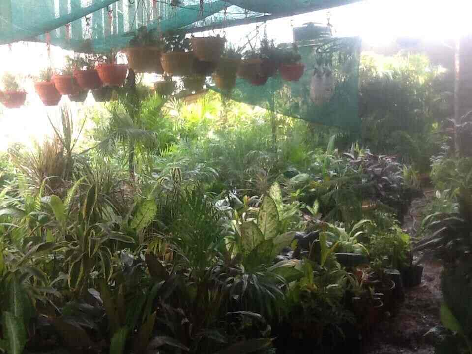 Catalogue - Charminar Nursury Plants And Merchant in Charminar ...