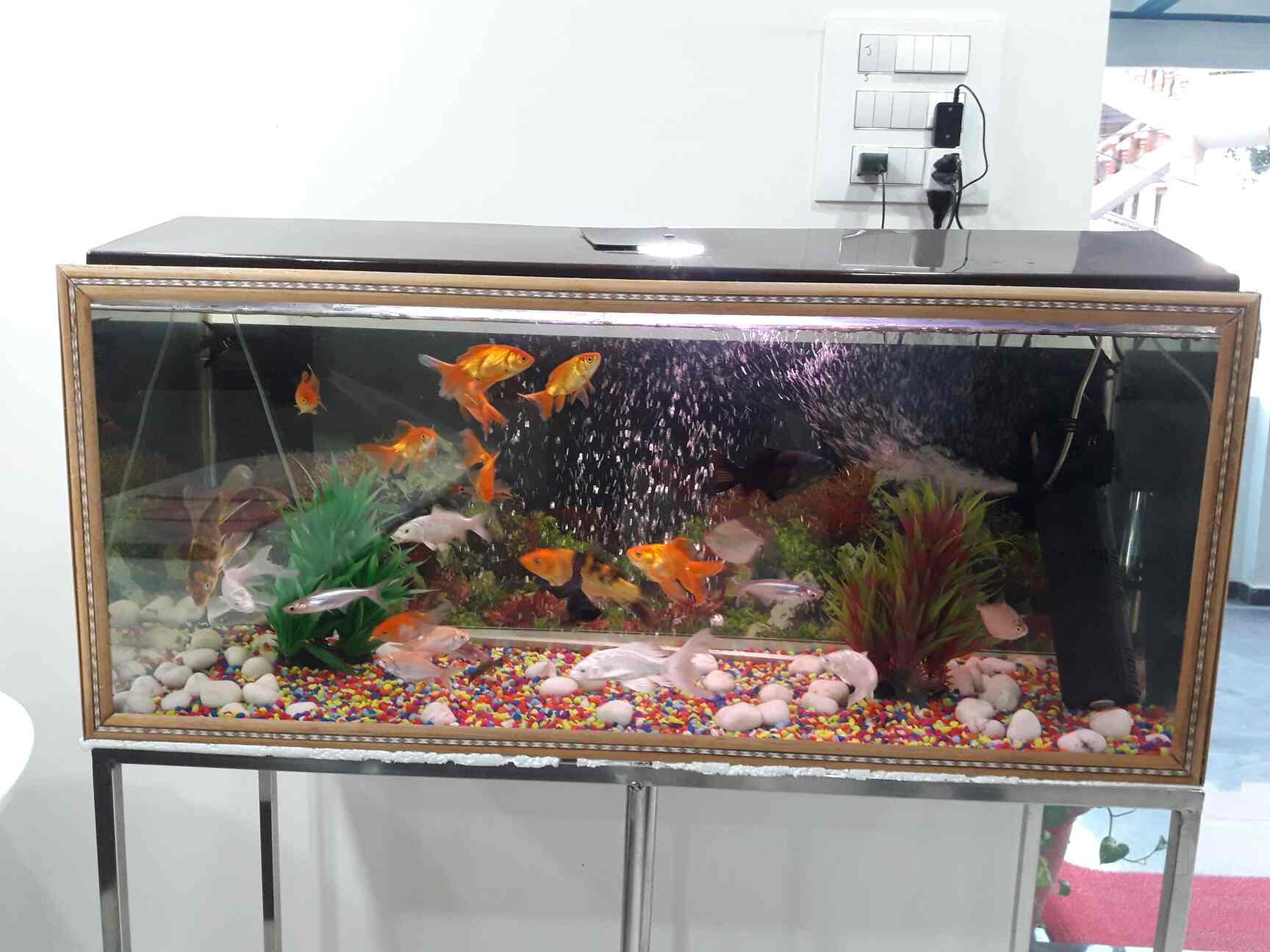 Ganga Putra Aquariums in B N Reddy Nagar,Hyderabad - Best Aquarium ...