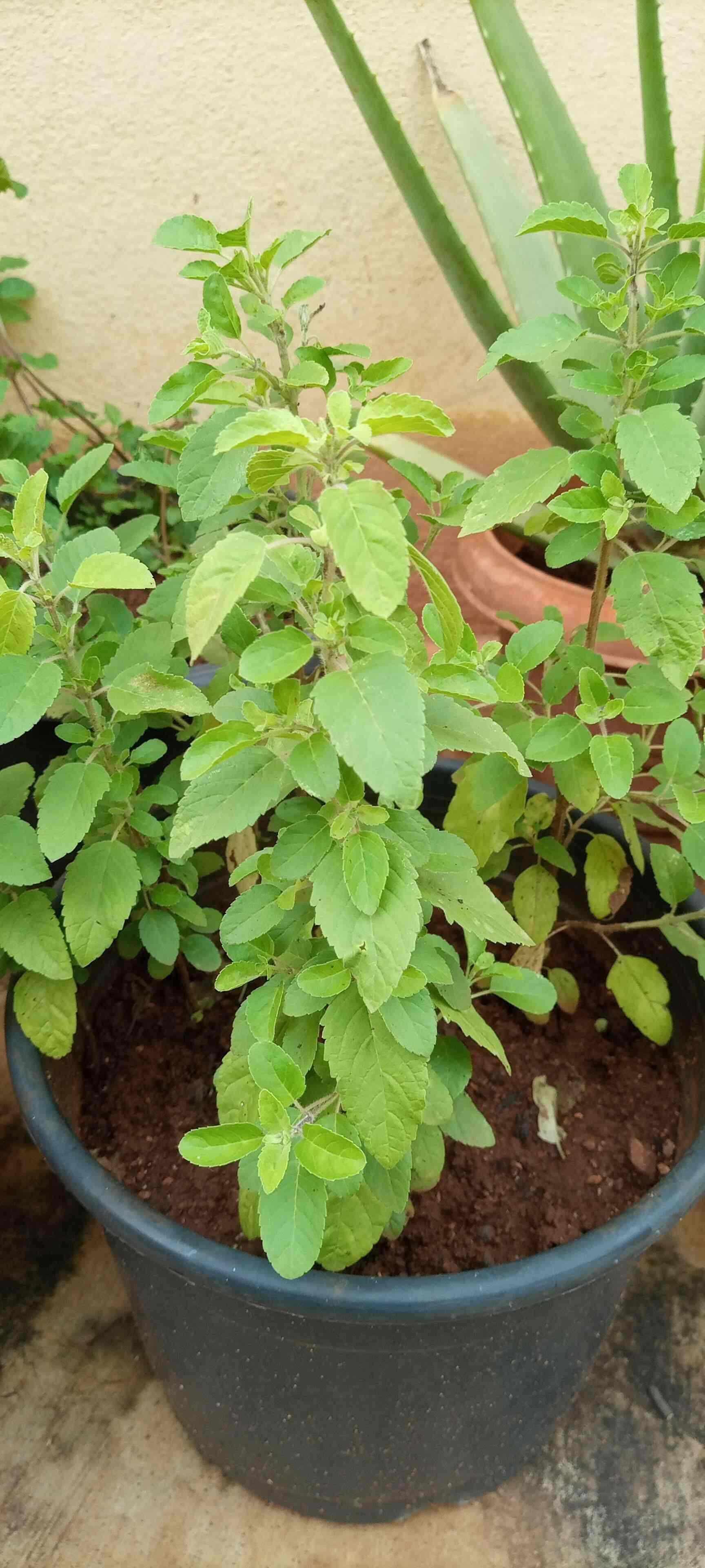 Advit Diet Clinic And Day Care in Kapra,Hyderabad - Best Nutrition ...